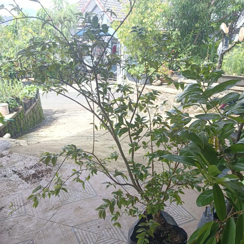 Jual Bibit Tanaman Anggur Brazil Preco/ Anggur Pohon Preco Kondisi ... Jual Bibit Tanaman Anggur Brazil Preco/ Anggur Pohon Preco Kondisi ...