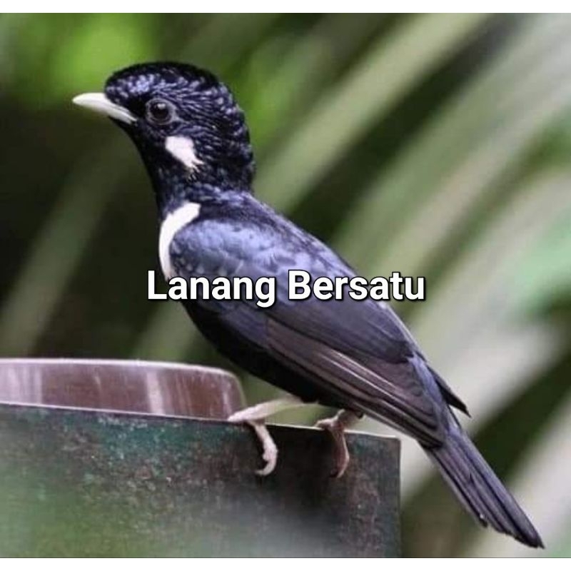 Jual Burung raja perling rawatan rajin bunyi | Shopee Indonesia