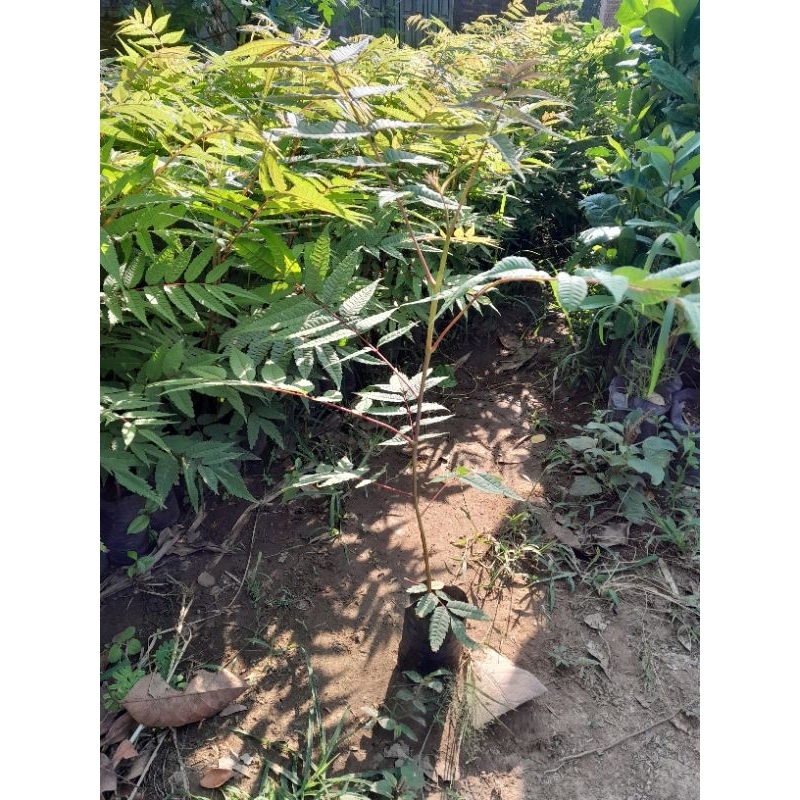 Jual bibit suren tinggi 60cm-70cm | Shopee Indonesia