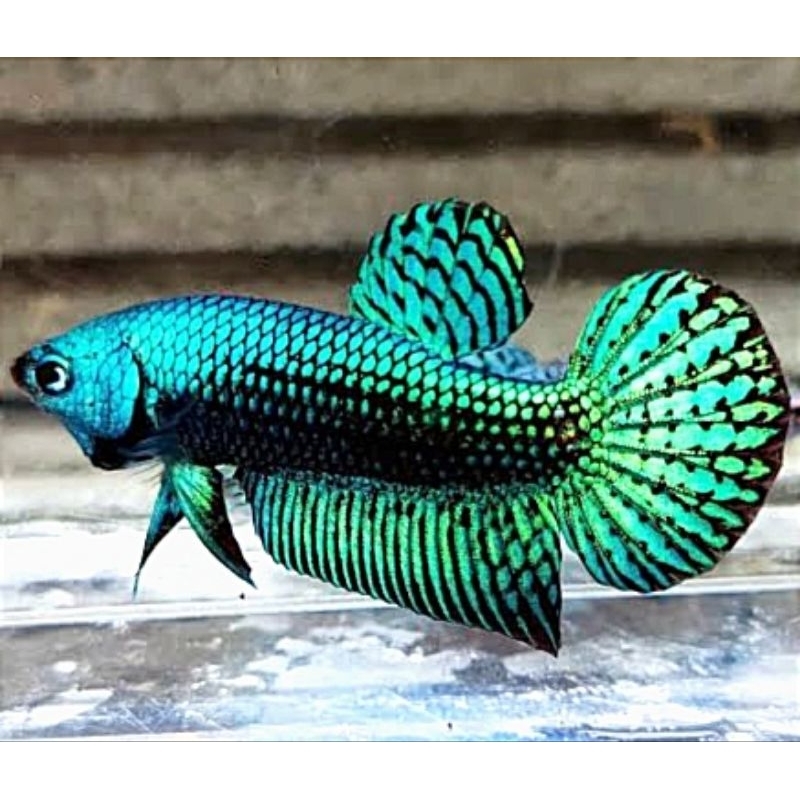 Jual Plakat Hiasan Kamar Alien Green Asli Male | Shopee Indonesia