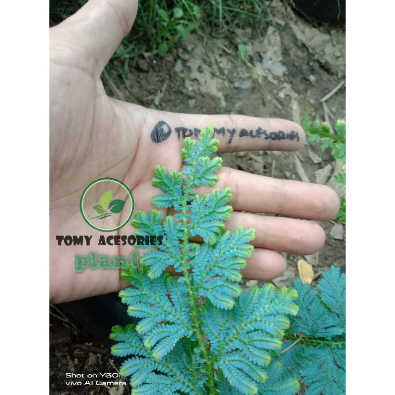 Jual selaginella blue electric (super blue) tanaman pakis biru fern ...