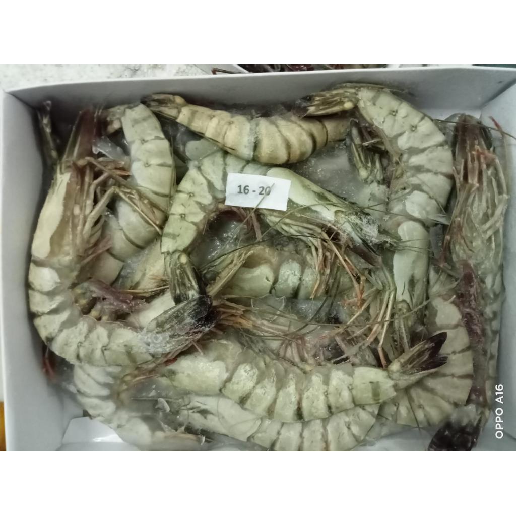Jual Udang tiger / udang windu / black tiger prawn kualitas export @1kg ...