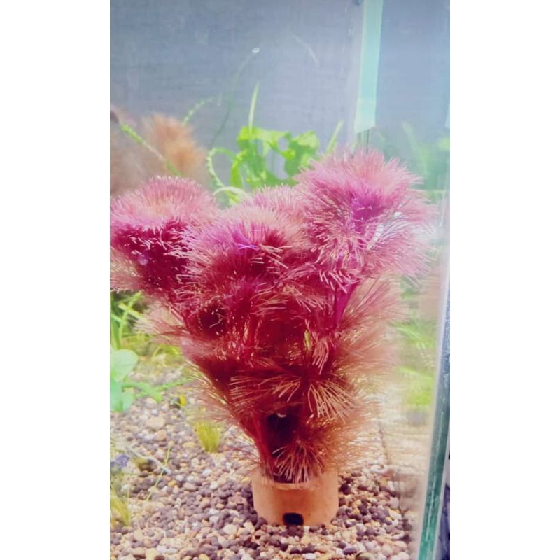 Jual Cabomba furcata super red plus media pot | Shopee Indonesia