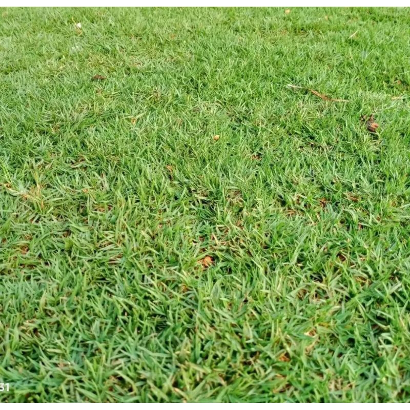 Jual rumput jepang - rumput peking - Tanaman Has Rumput jepang 50 x 50 ...