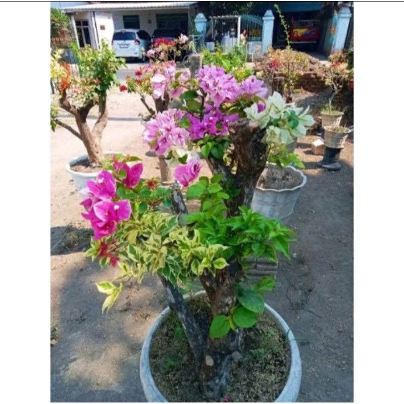 Jual PROMO 12.12!!BIBIT BOUGENVILLE BONSAI 1 POHON 5 WARNA//BUNGA ...