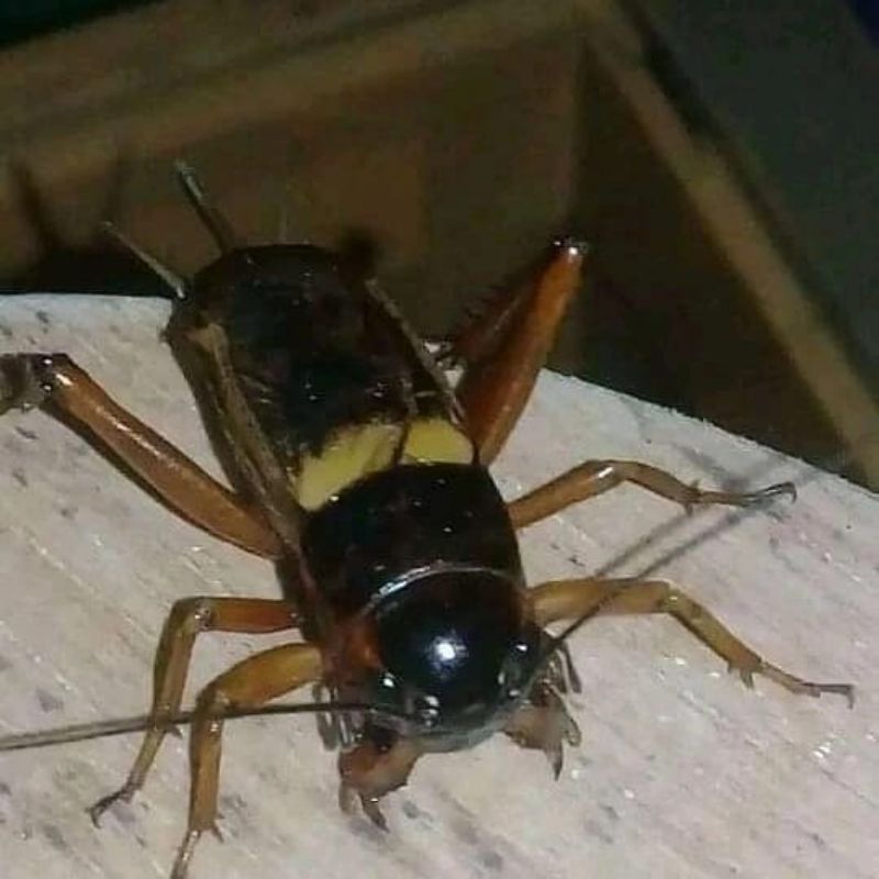 Jual jangkrik aduan 2 cm | Shopee Indonesia