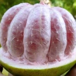 Jual jeruk pomelo Harga Terbaik & Termurah Mei 2024 | Shopee Indonesia
