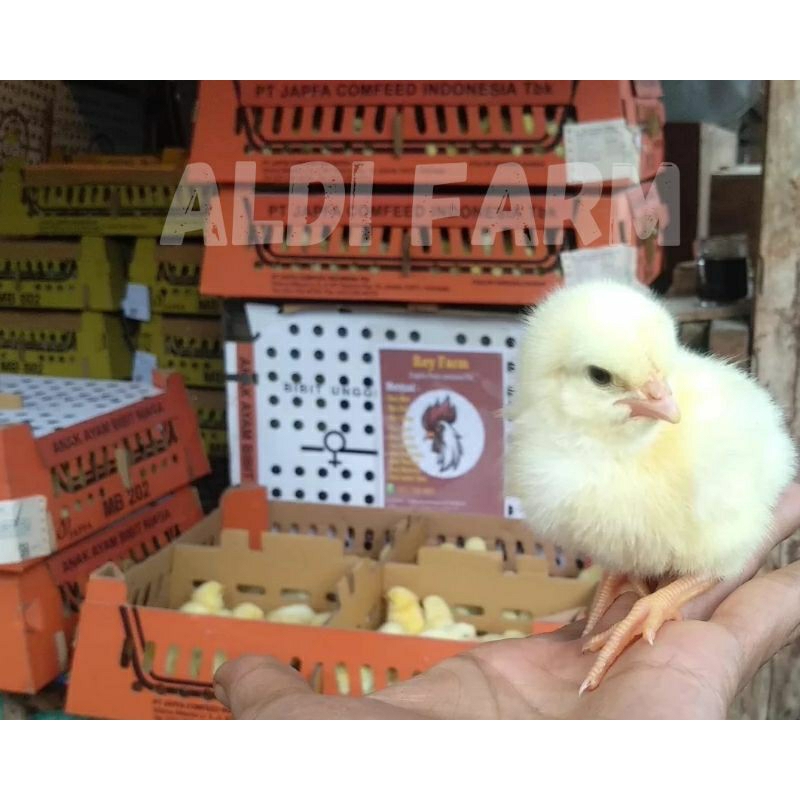 Jual BIBIT AYAM PEDAGING DOC BROILER ( Di Usia 23-30 Hari Berat Rata ...