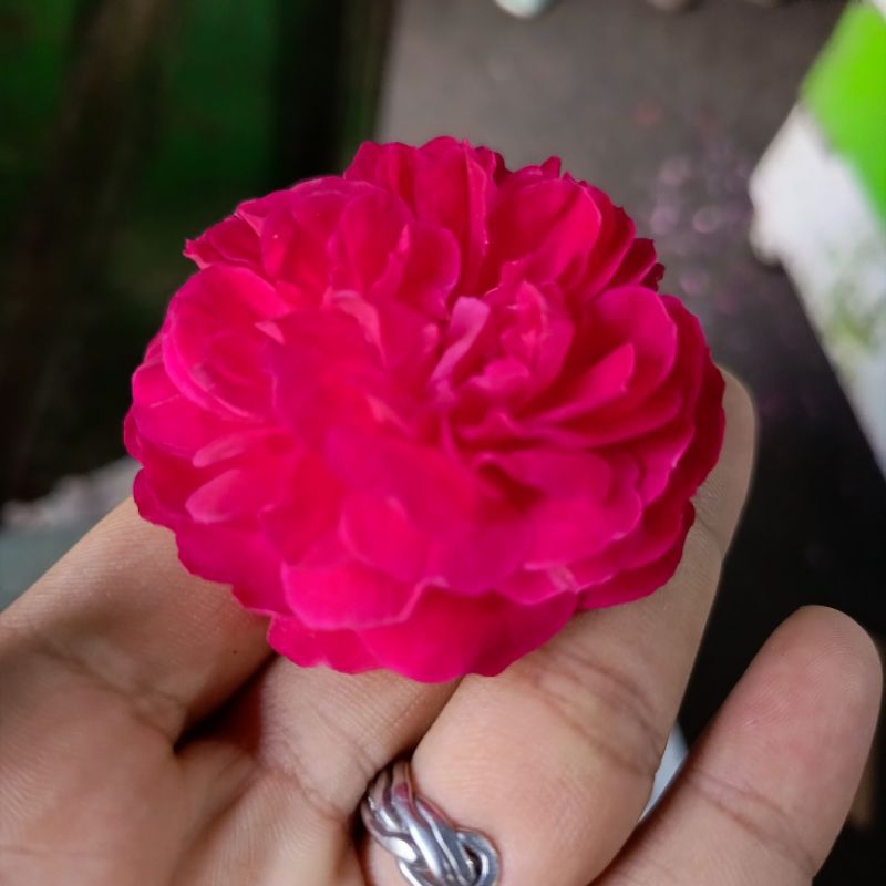 Jual Mawar Kampung Segar Merah Putih Merah Jambu | Shopee Indonesia