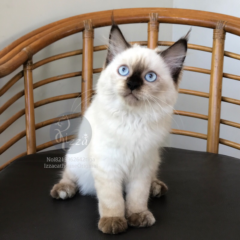 Jual makanan kucing Ragdoll mix Mainecoon | Shopee Indonesia