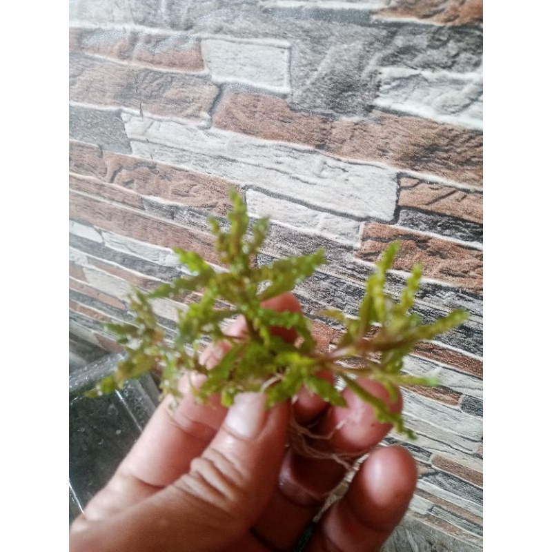 Jual Downoi Pogostemon Helferi Tanaman Aquascape Aquarium | Shopee ...