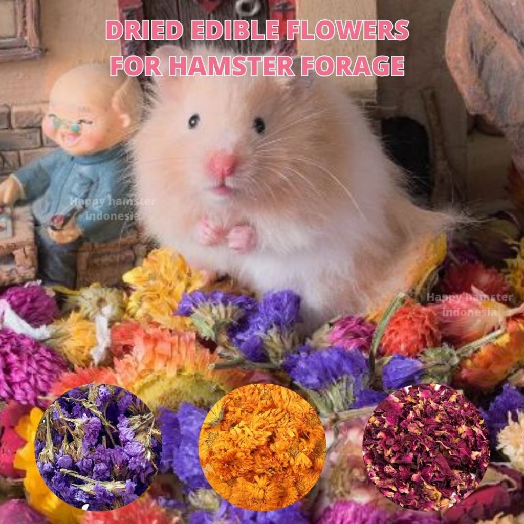 Jual [Happy Hamster] Dried edible flowers for hamster forage | Bedding ...