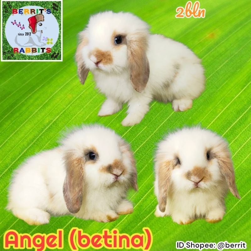Jual Kelinci Hias Fuzzy Lop Purebreed Lucu dan Imut BERRIT'S RABBITS ...
