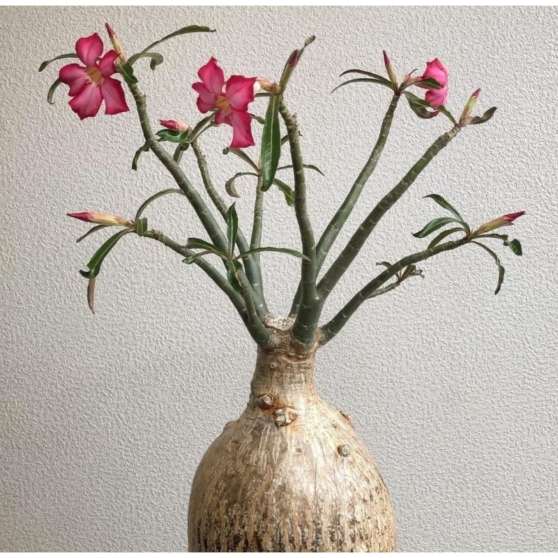 Jual Adenium somalense var nova dari biji | Shopee Indonesia
