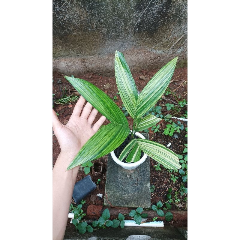 Jual Palem Pinang Sirih Varigata | Shopee Indonesia