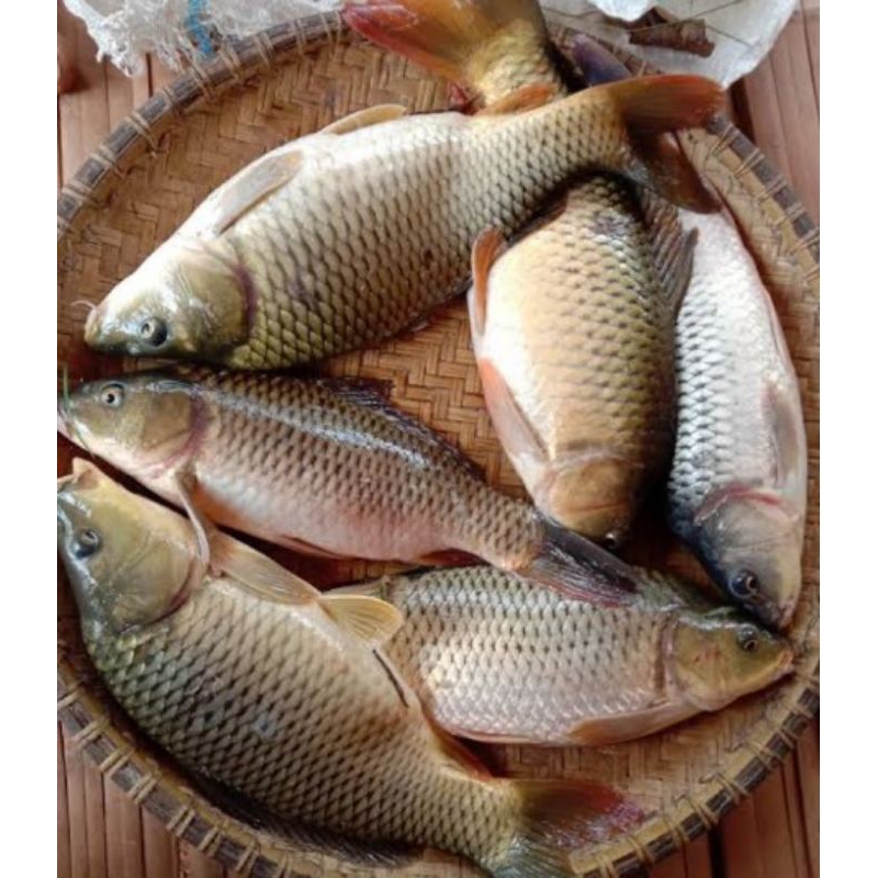 Jual IKAN MAS HIDUP 1KG (TULIS DI NOTE MAU DIMATIKAN ATAU TETAP HIDUP ...
