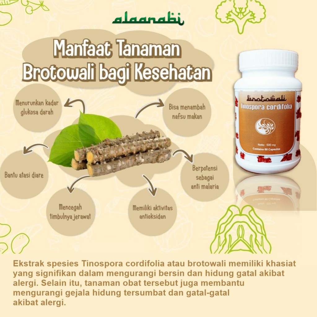 Jual Obat Biduran menahun ampuh tidak kambuh lagi brotowali kapsul ...