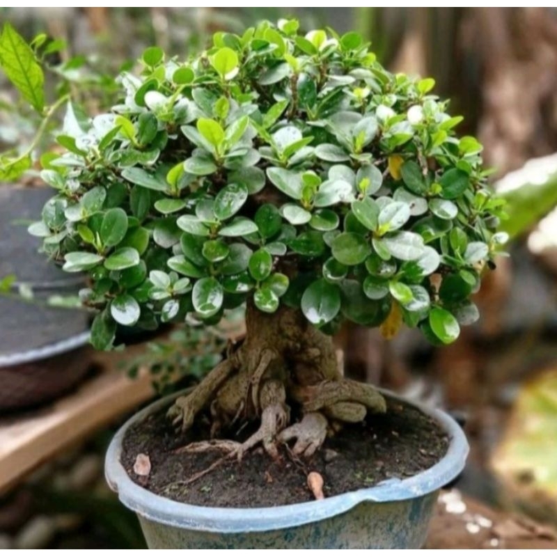 Jual Tanaman Dollar mangkok - dollar micro ori bonsai beringin | Shopee ...
