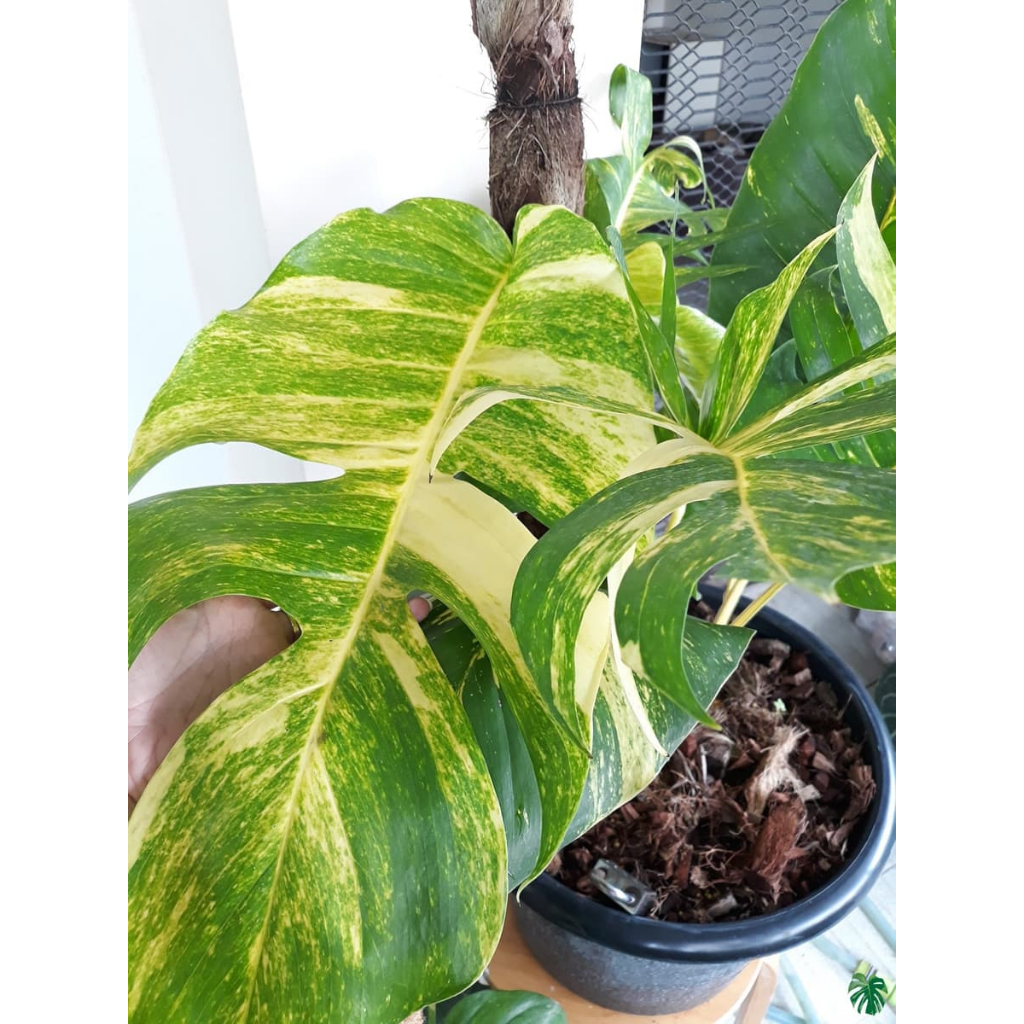Jual Epipremnum Pinnatum Variegata Yellow / Epip Pinatum Varigata ...