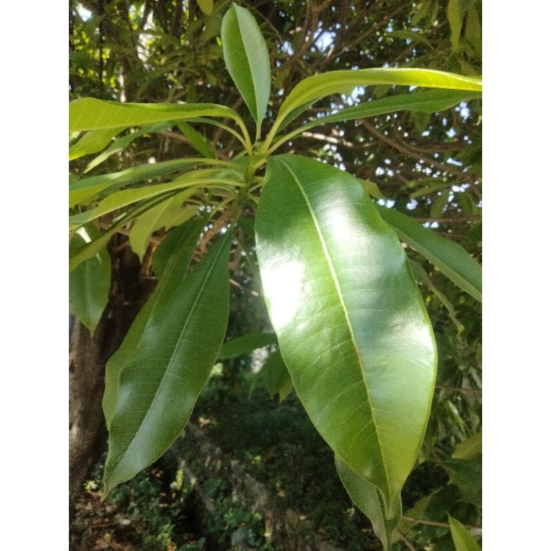 Jual DAUN BINTARO Per 20 Helai | Shopee Indonesia
