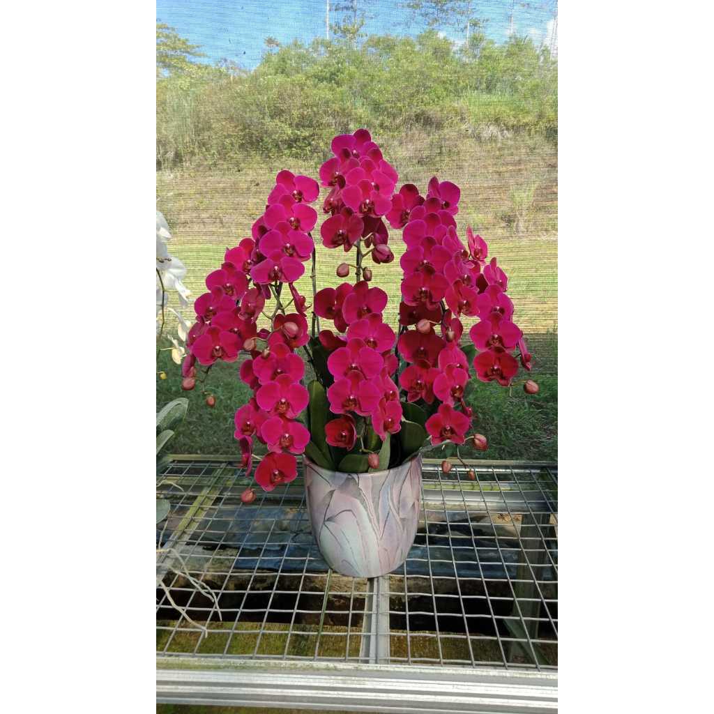 Jual Rangkaian Anggrek Premium Purple Dekorasi Bunga Hias | Shopee ...