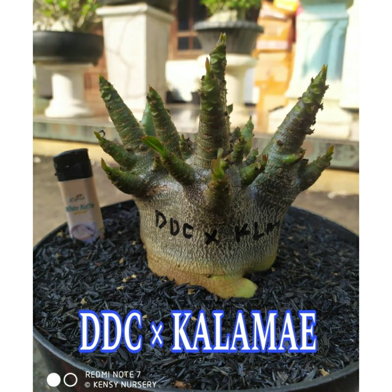 Jual KALAMAE | ARABICUM IMPORT | BLACK SKIN | ADENIUM IMPORT | BONSAI ...