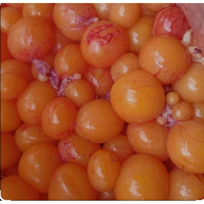 Jual Telur muda ayam merah/parent | Shopee Indonesia