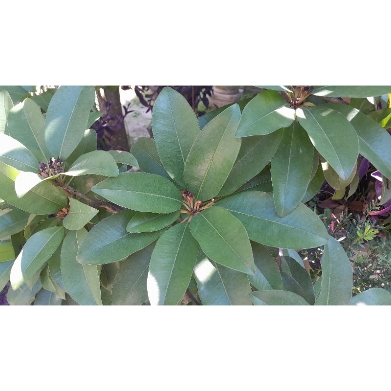 Jual Daun sawo segar (harga untuk 4 lembar daun) | Shopee Indonesia