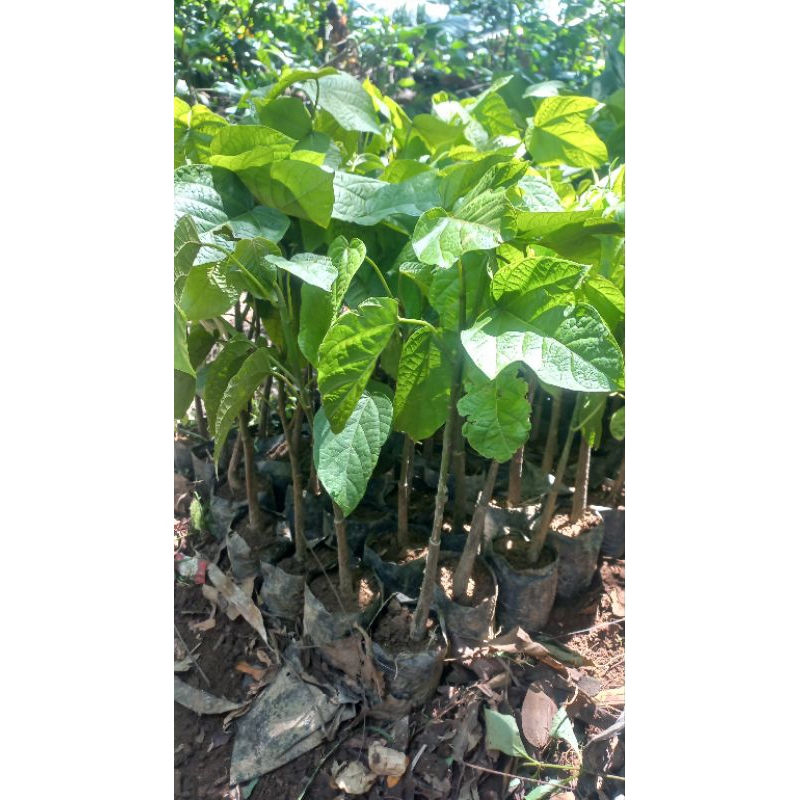 Jual Bibit Tanaman Kemiri - Pohon Kemiri - Tanaman Muncang | Shopee ...
