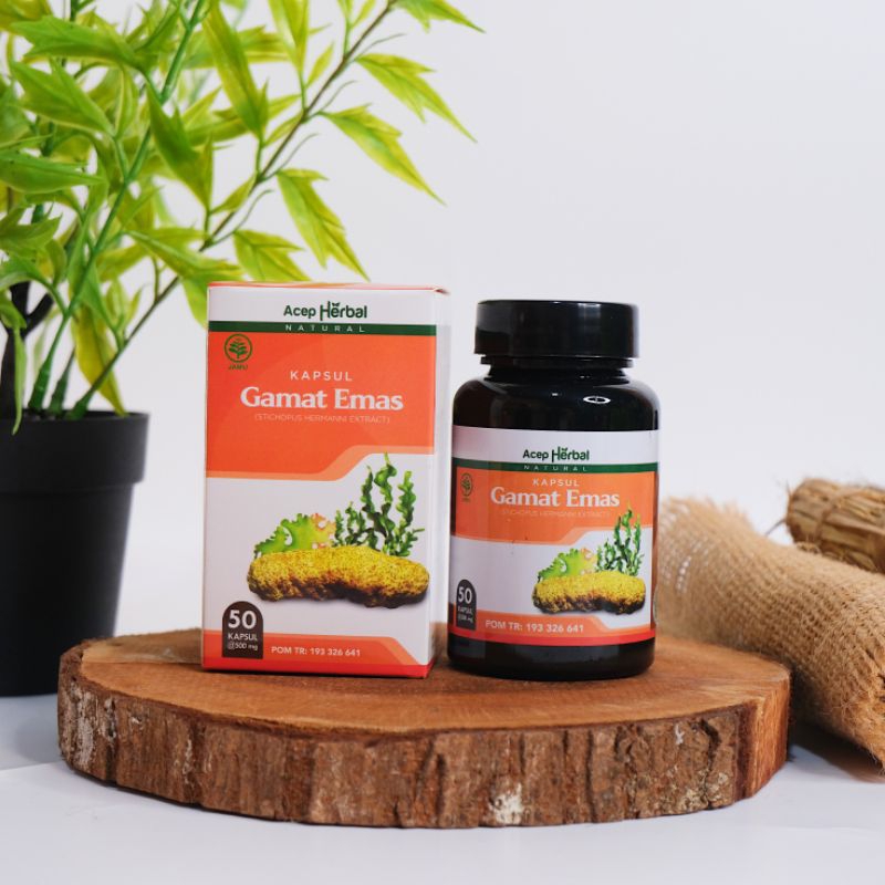 Jual QnC Gamat kapsul GAMAT QNC 100% ORIGINAL - Vitamin & Suplemen ...
