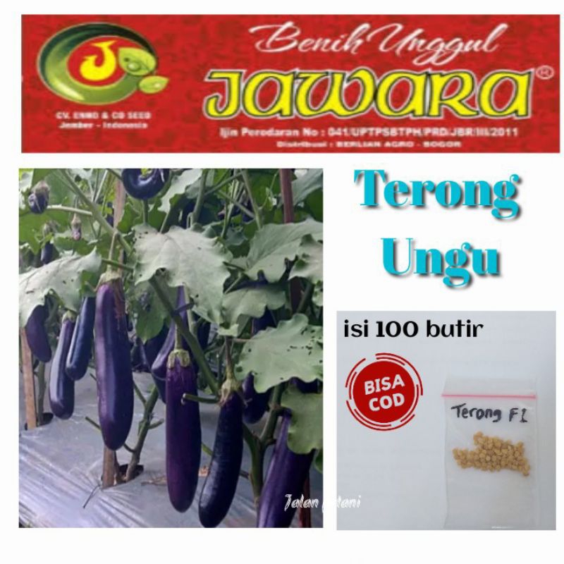 Jual Benih terong ungu Bruno F1 kemasan Repack isi 100 butir | Shopee Indonesia