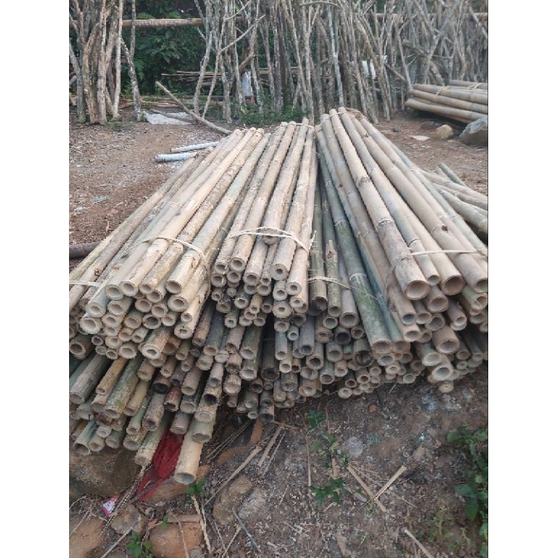 Jual Bambu Bulat Utuh Bahan Tongkat Pramuka, Bambu Bendera Partai ...