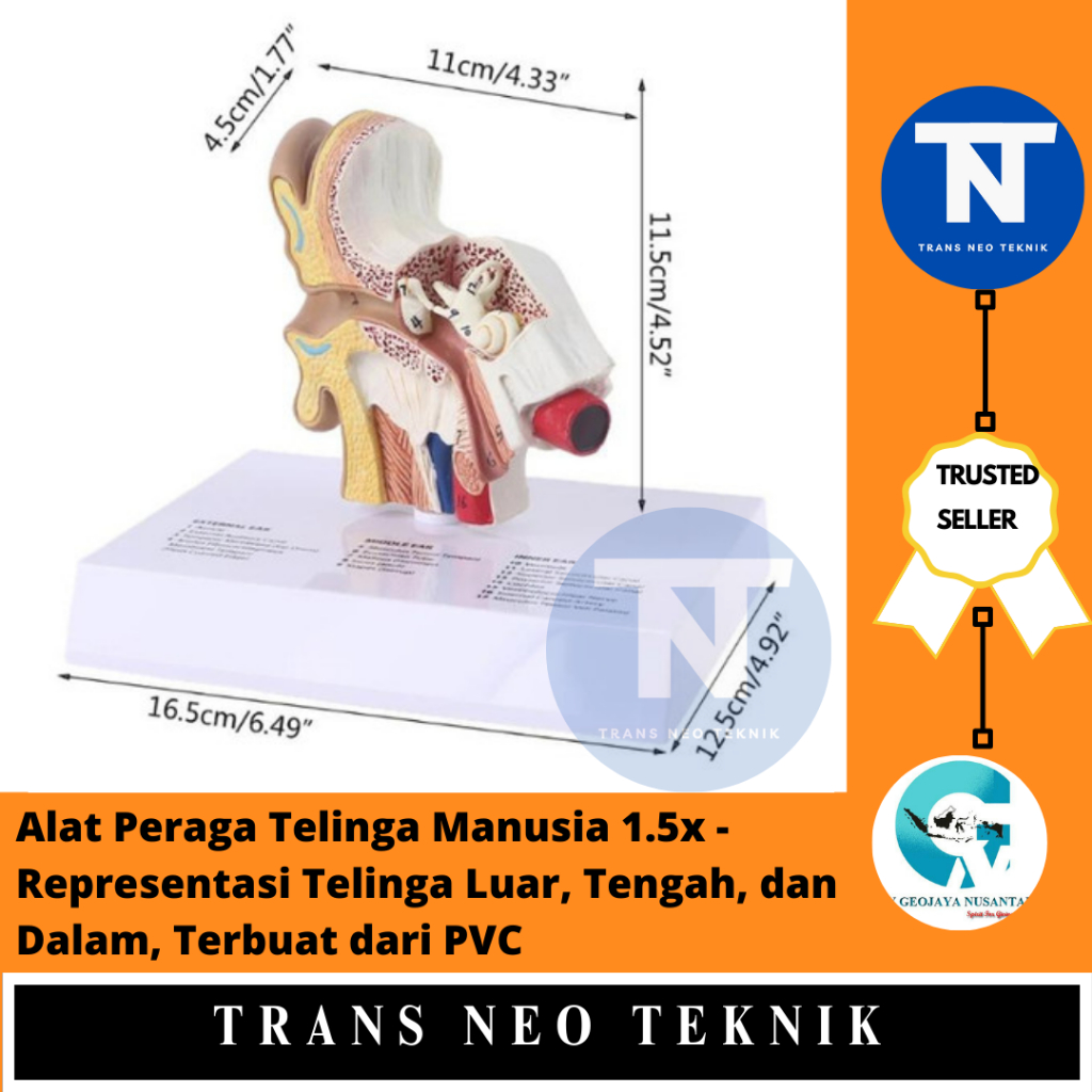Jual Alat Peraga Telinga Manusia 1.5x - Representasi Telinga Luar ...