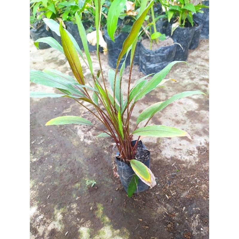 Jual Bibit kunyit merah asli siap tanam | Shopee Indonesia