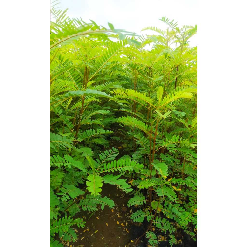 Jual Beli 3 Lebih Hemat - Bibit Tanaman Turi - Sayuran Campuran Pecel ...