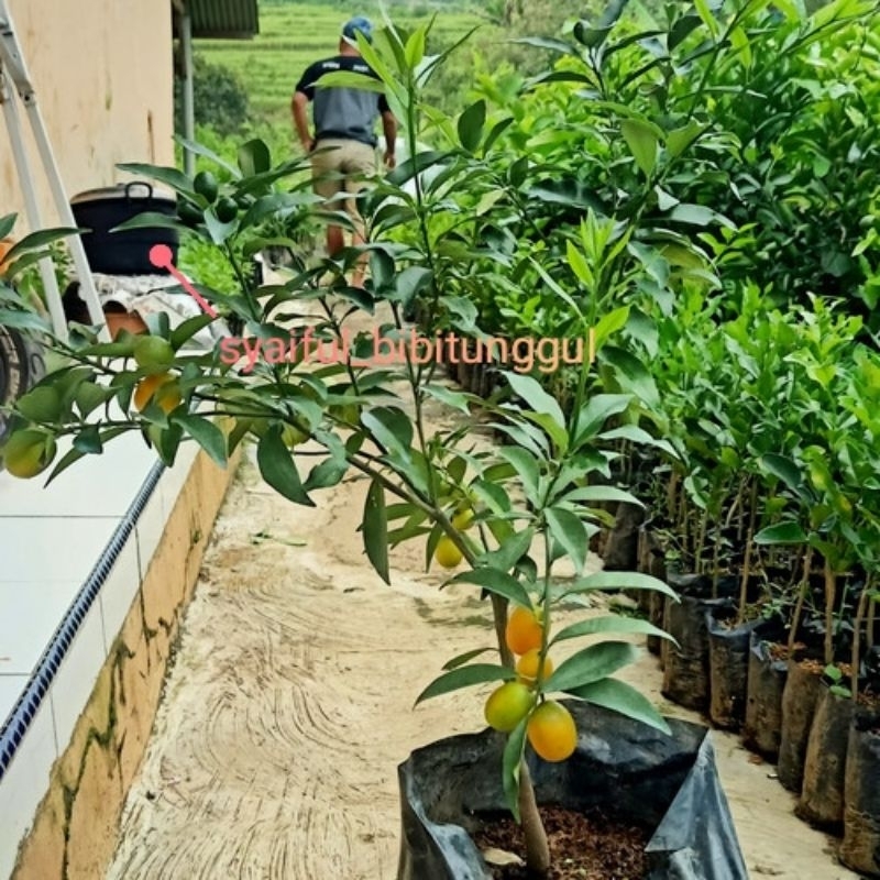 Jual bibit jeruk nagami berbuah super lebat manis spesial | Shopee Indonesia