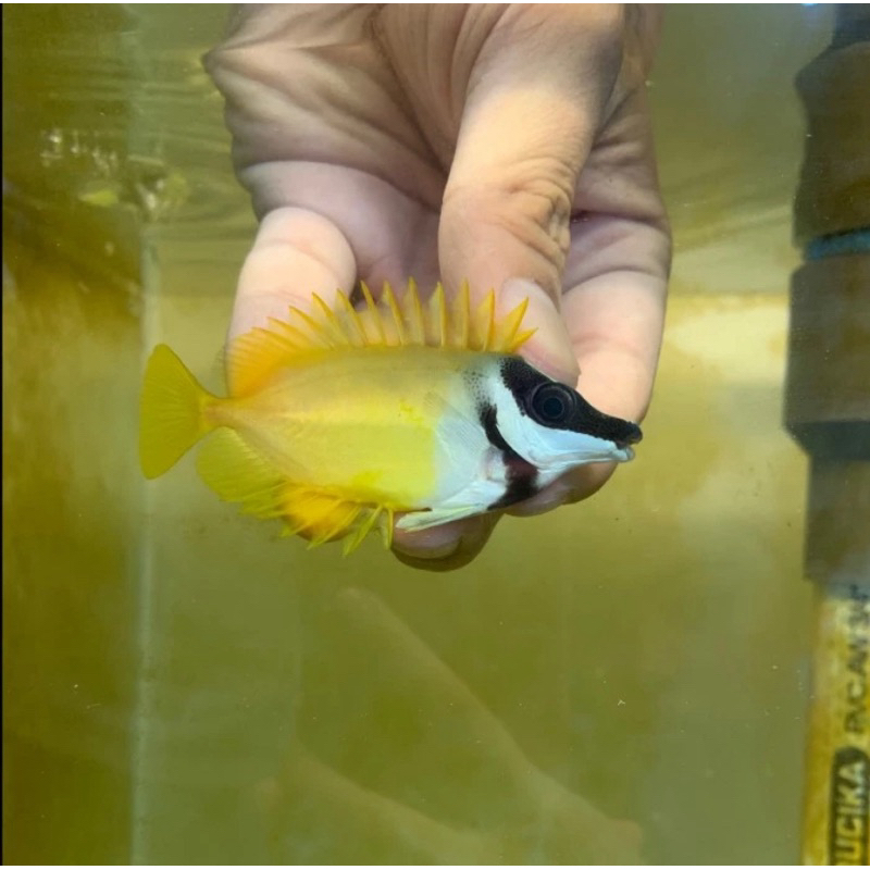 Jual Ikan Hias Air Laut Samadar Cicit / Foxface | Shopee Indonesia