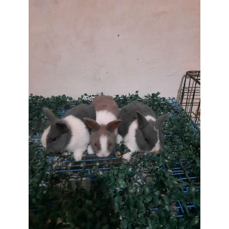 Jual kelinci mini dutch | Shopee Indonesia