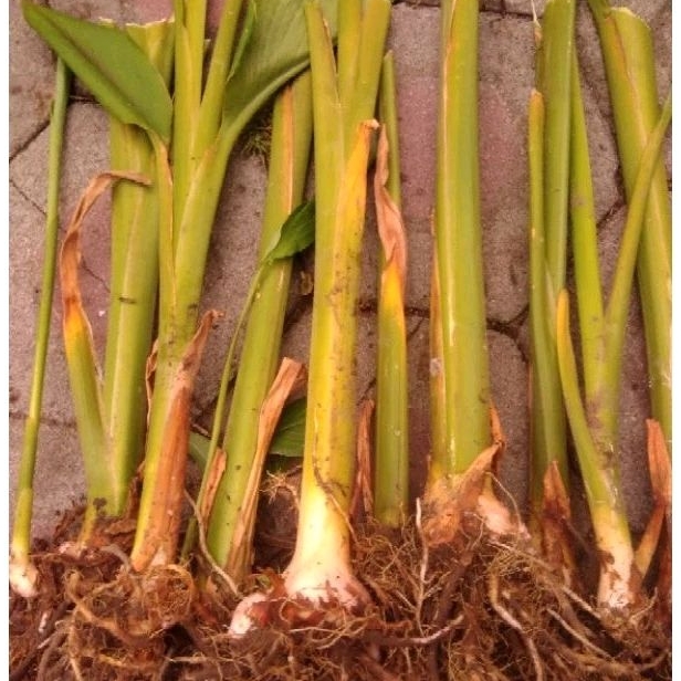 Jual Bibit Temulawak Putih | Temu putih | Siap Tanam | Shopee Indonesia