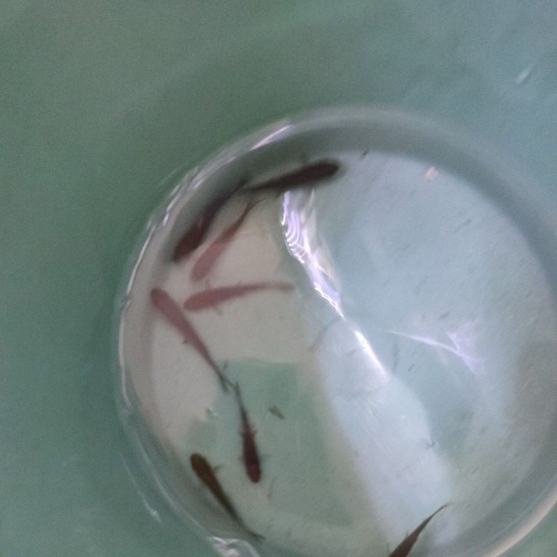 Jual PAKET 10 EKOR ikan terapi nilem atau melem 3-5 cm | Shopee Indonesia
