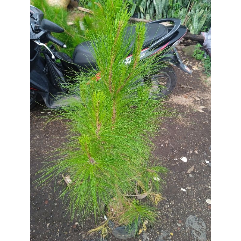 Jual Pohon pinus tinggi 100cm tanaman hidup pinus pines | Shopee Indonesia