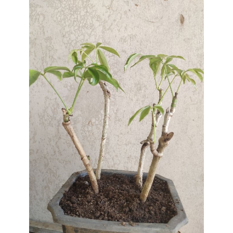 Jual paket 2 pohon Tlogosari setiap pohon cabang 2 realpic sesuai ...
