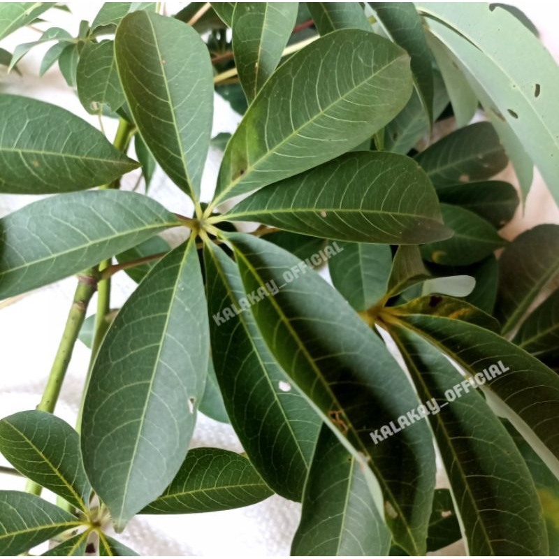 Jual Daun Randu Segar / Daun Pohon Kapuk Herbal Mujarab | Shopee Indonesia