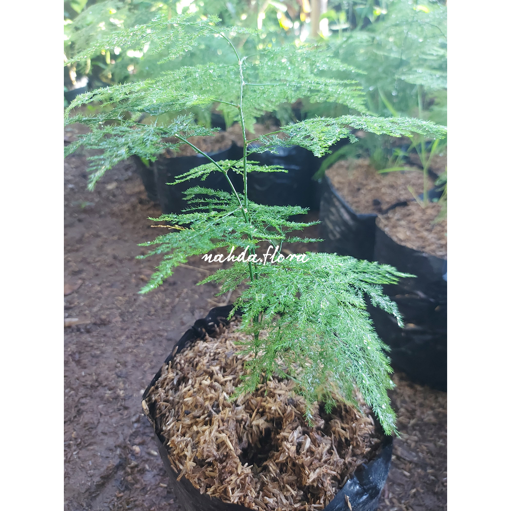 Jual Tanaman Hias Cemara Asparaga - Bibit Pohon Daun Asparagus Rimbun ...