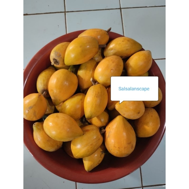 Jual Alkesa 5kg Buah alkesa Sawo Belanda | Shopee Indonesia