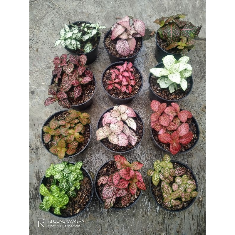 Jual paket 7 id / warna fittonia | Shopee Indonesia