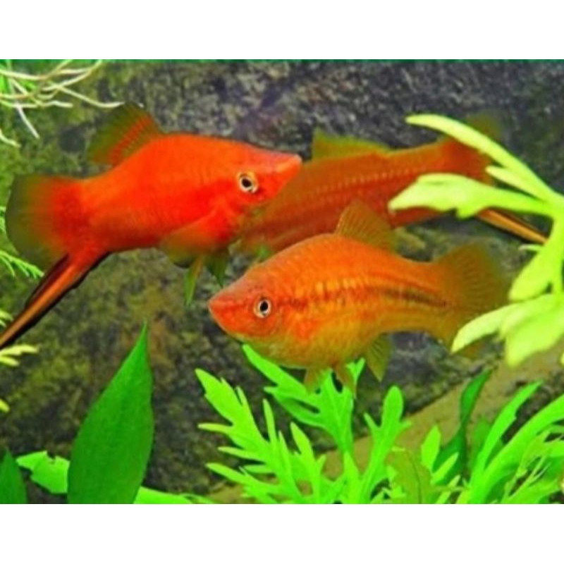 Jual ikan pedang atau swordtail | Shopee Indonesia