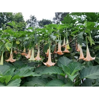 Jual Bunga Kecubung Terlengkap & Harga Terbaru Juni 2024 | Shopee Indonesia