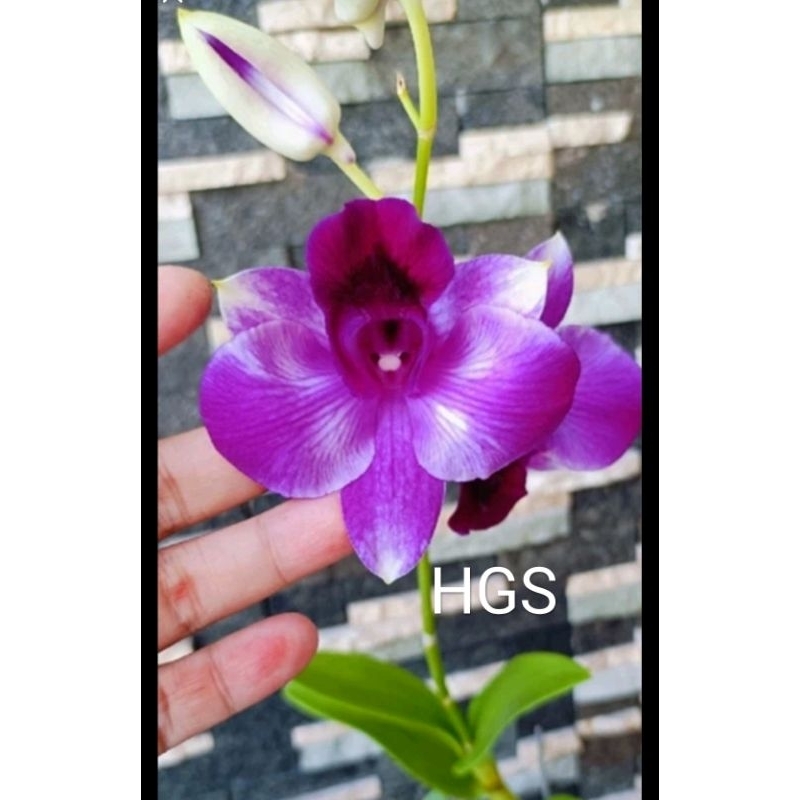Jual Anggrek dendrobium bunga besar id HGS | Shopee Indonesia