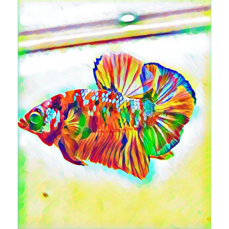 Jual Cpg Nemo Multi | Shopee Indonesia